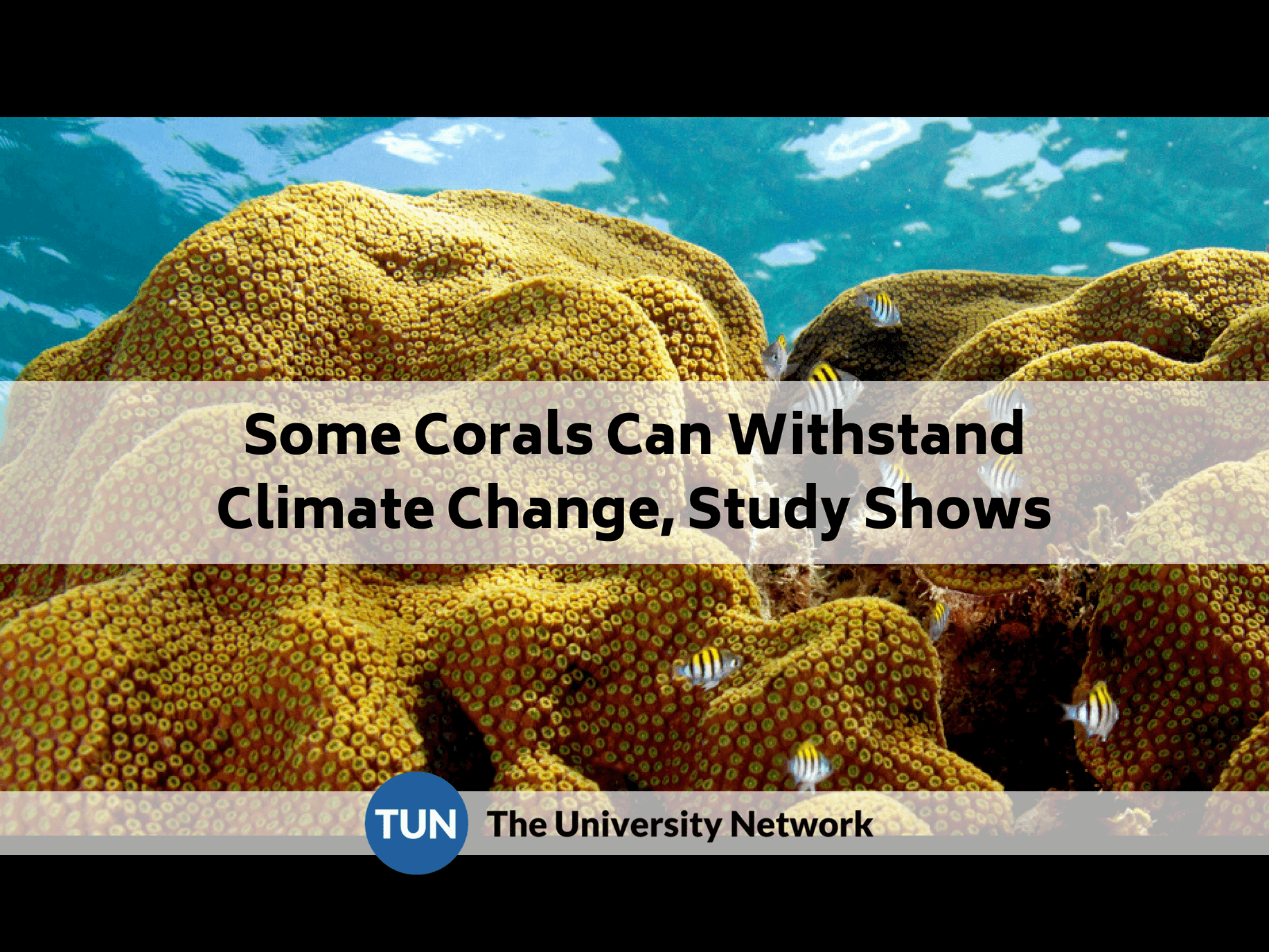 Coral Climate Change iPad | The University Network