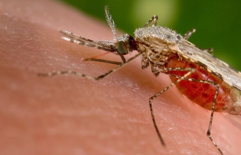 Using Gene Drives to Control Wild Mosquito Populations and Wipe Out ...