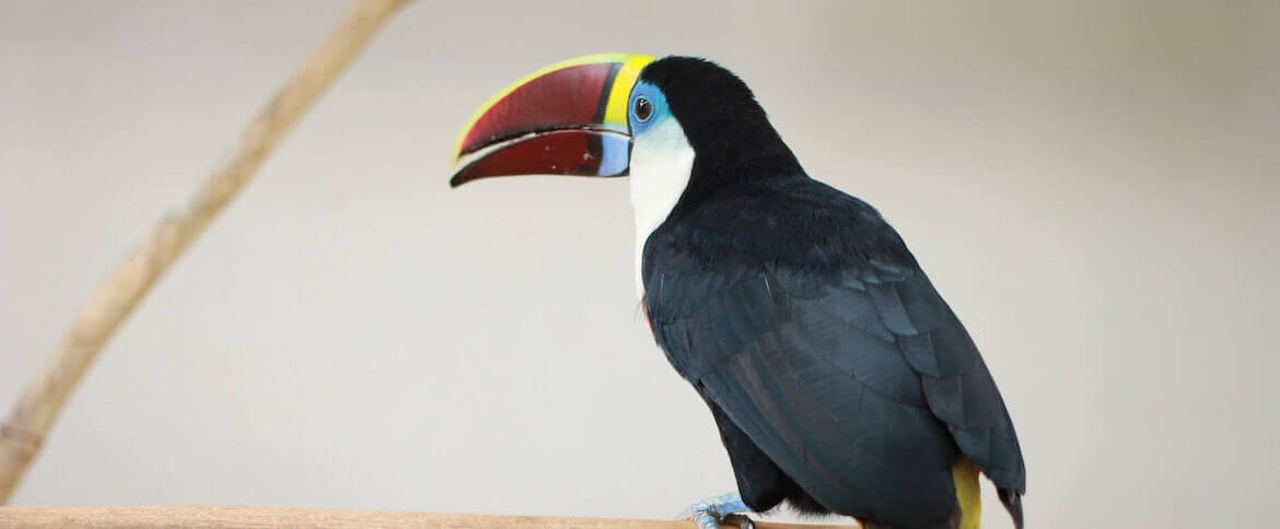 biodiversity | The University Network