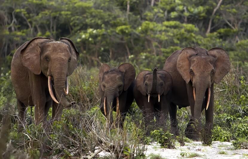Forest Elephants Are Our Allies in the Fight Against Climate Change ...